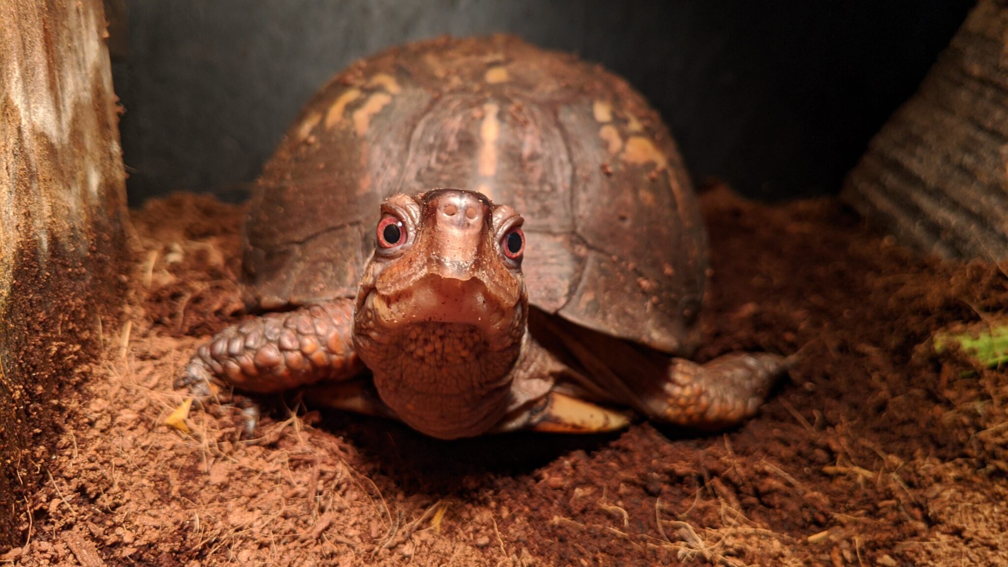Meet Acorn - Turtle Rescue League