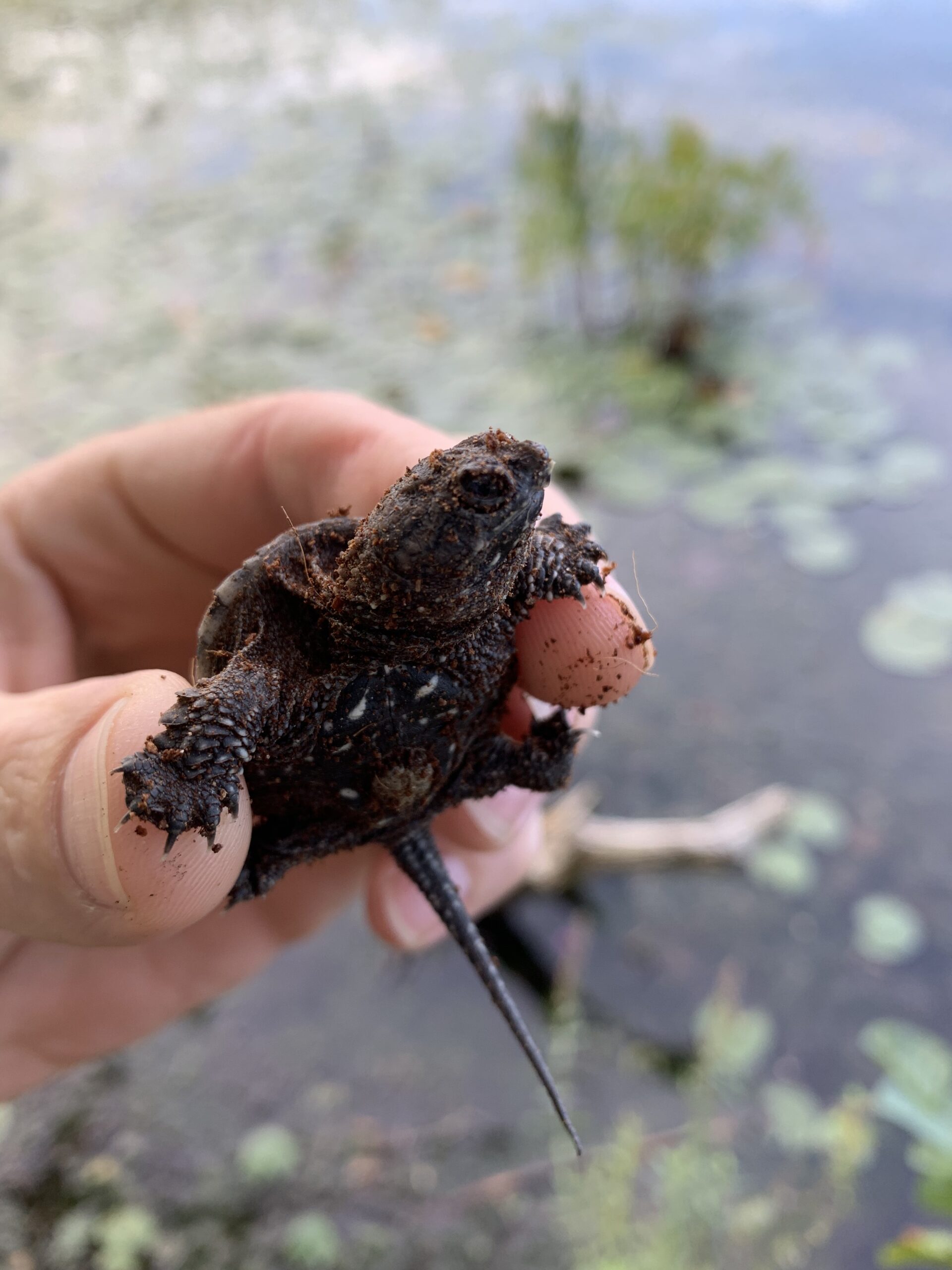 Turtle Hatchlings - Not Always Cute and Probably Not Dying